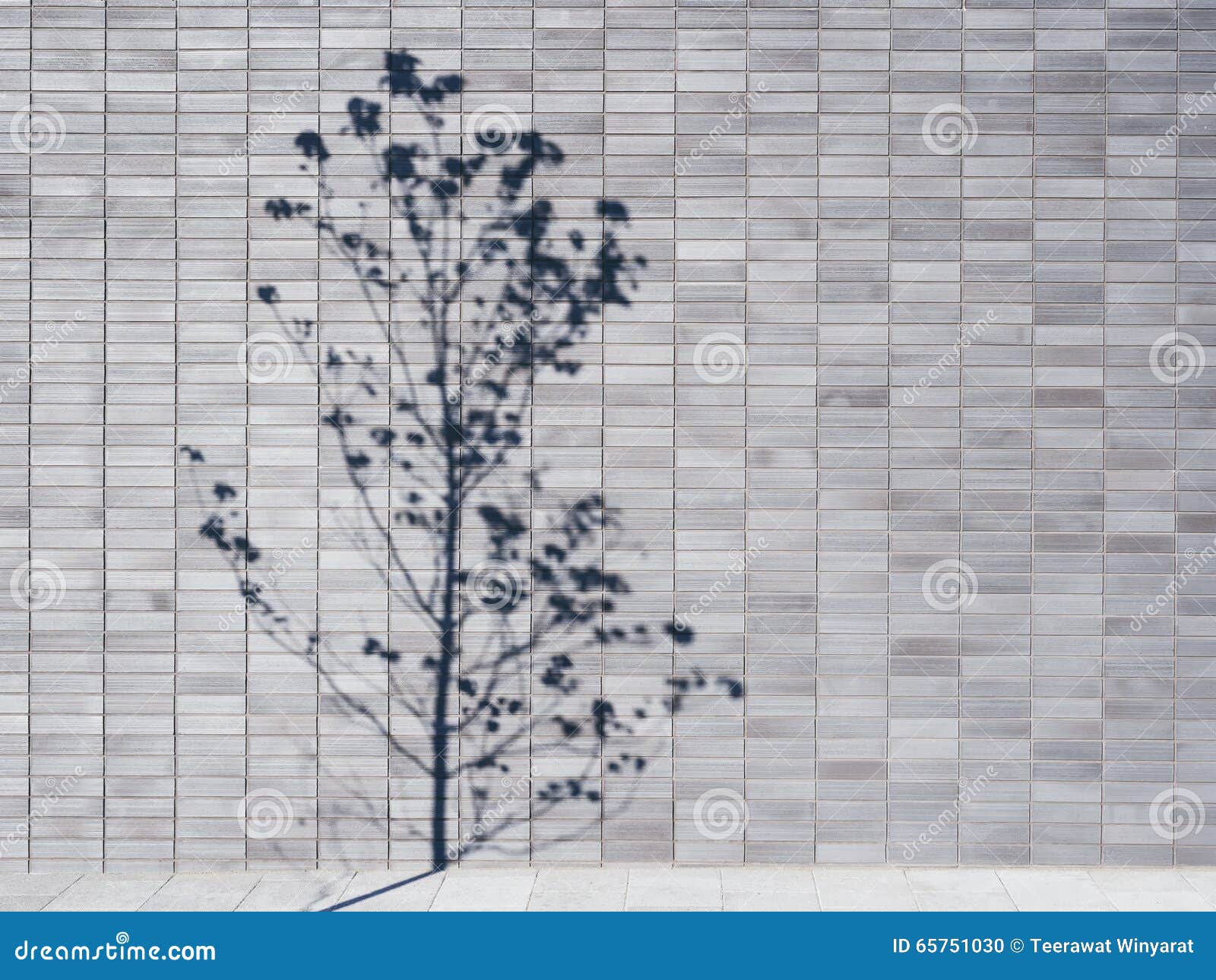 Tree Shadow on Wall Tiles Background Architecture Detail Stock Photo ...