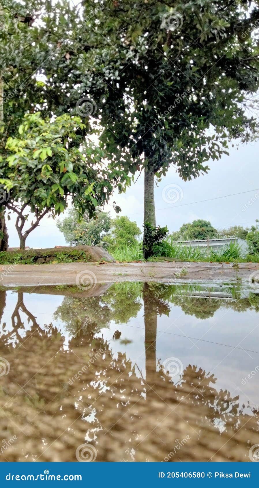 Tree shadow in the water stock photo. Image of reflection - 205406580