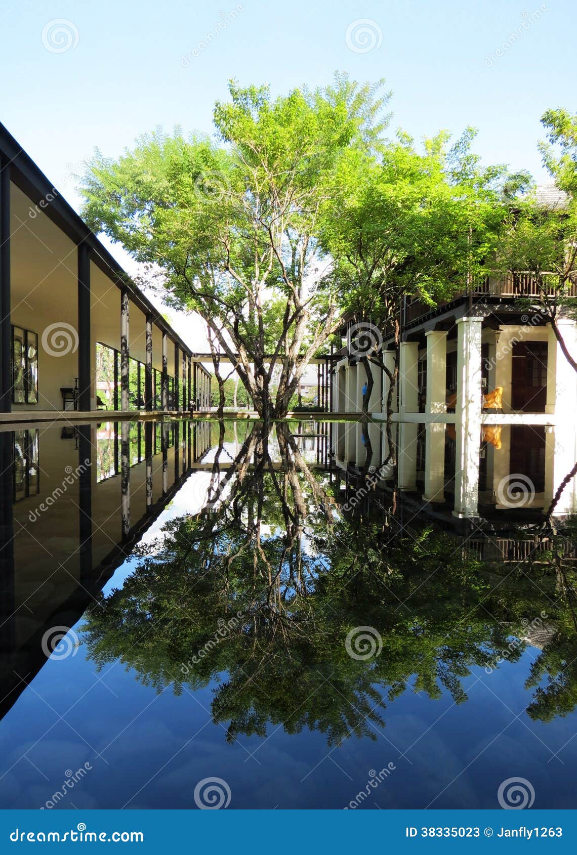 Tree and shadow stock image. Image of water, nature, environment - 38335023
