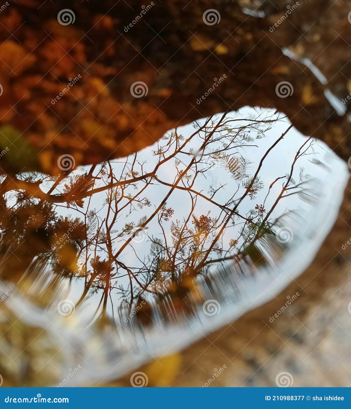 Tree shadow in the water stock image. Image of shadow - 210988377