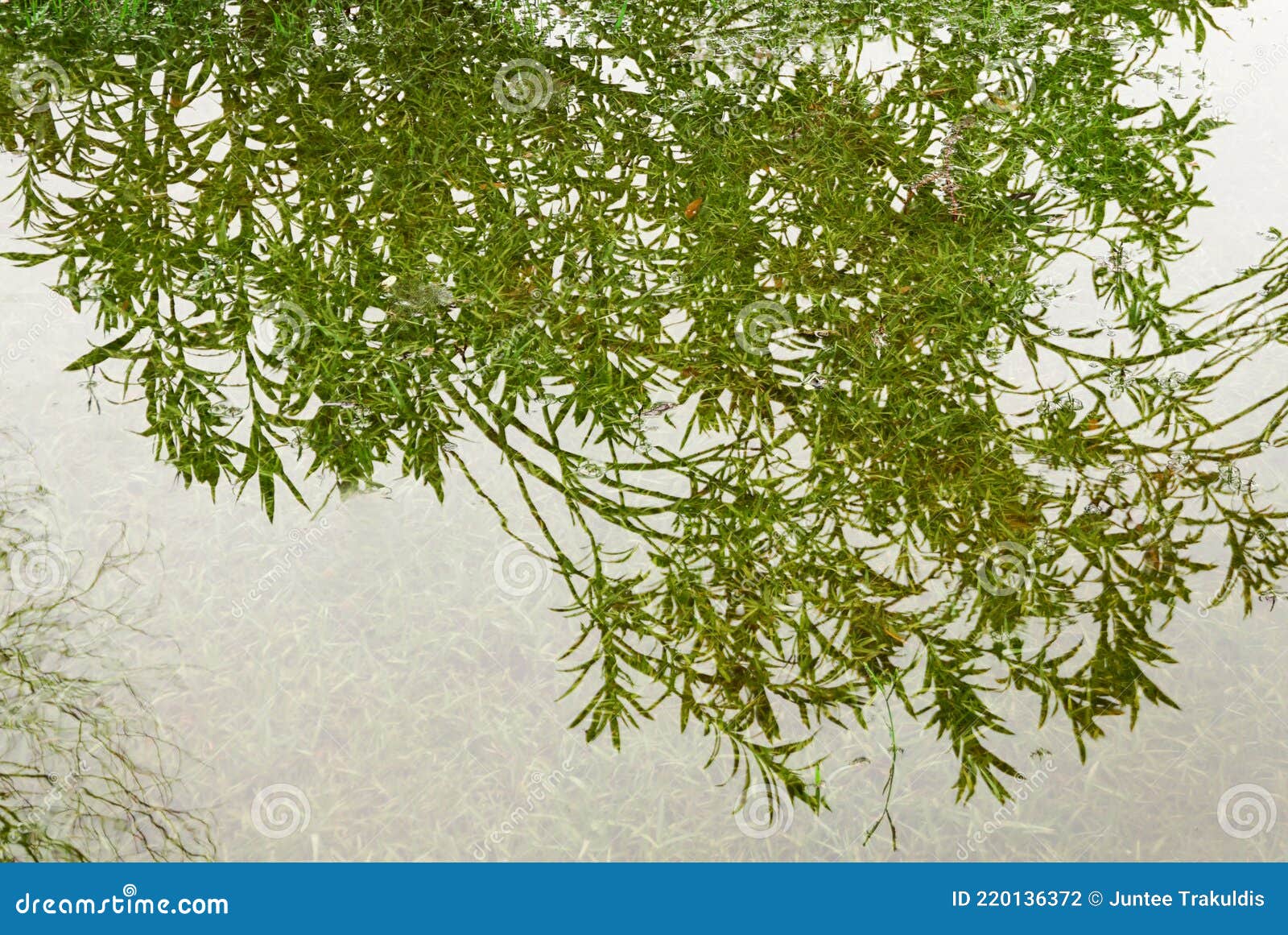 Tree shadow in the water stock photo. Image of parks - 220136372
