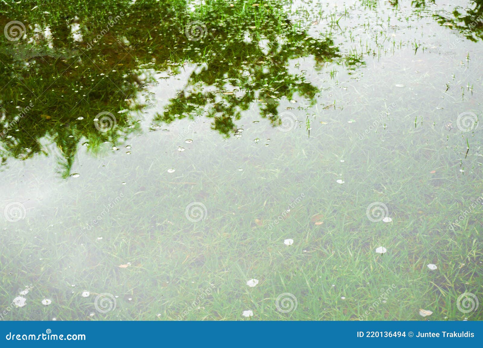 Tree shadow in the water stock photo. Image of reflection - 220136494