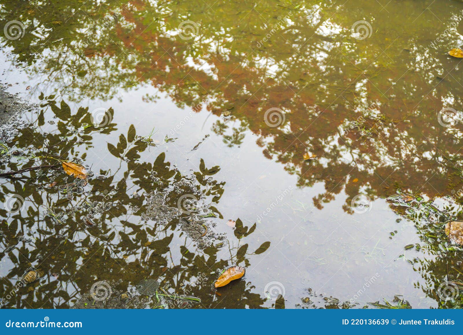 Tree shadow in the water stock image. Image of magical - 220136639