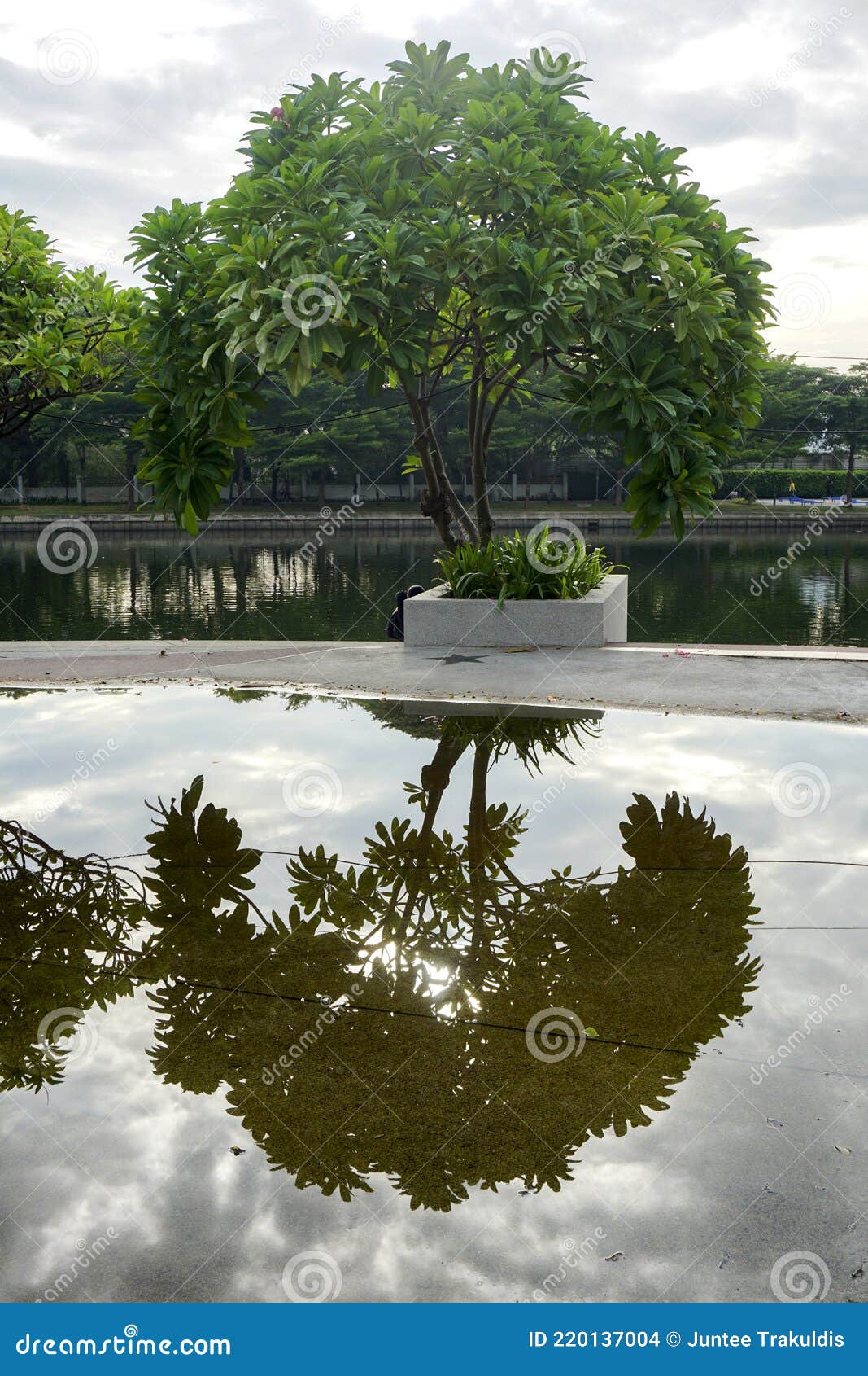 Tree shadow in the water stock photo. Image of magical - 220137004