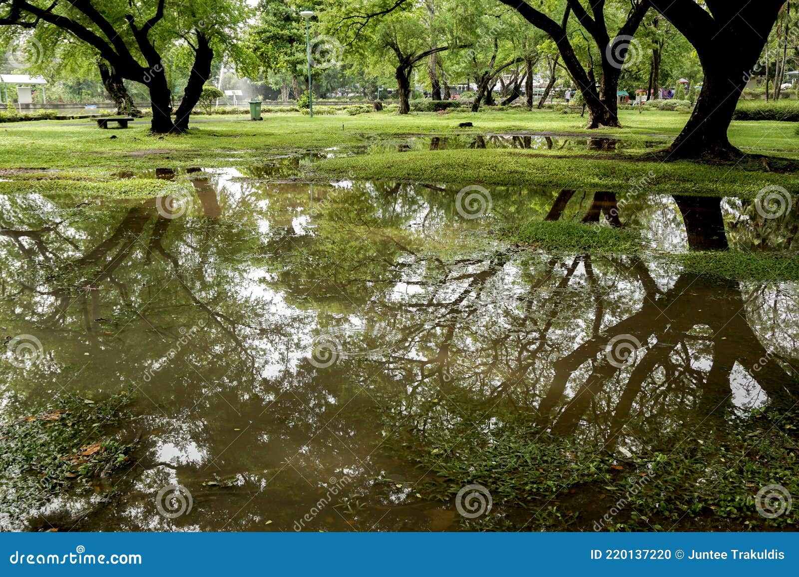 Tree shadow in the water stock photo. Image of water - 220137220