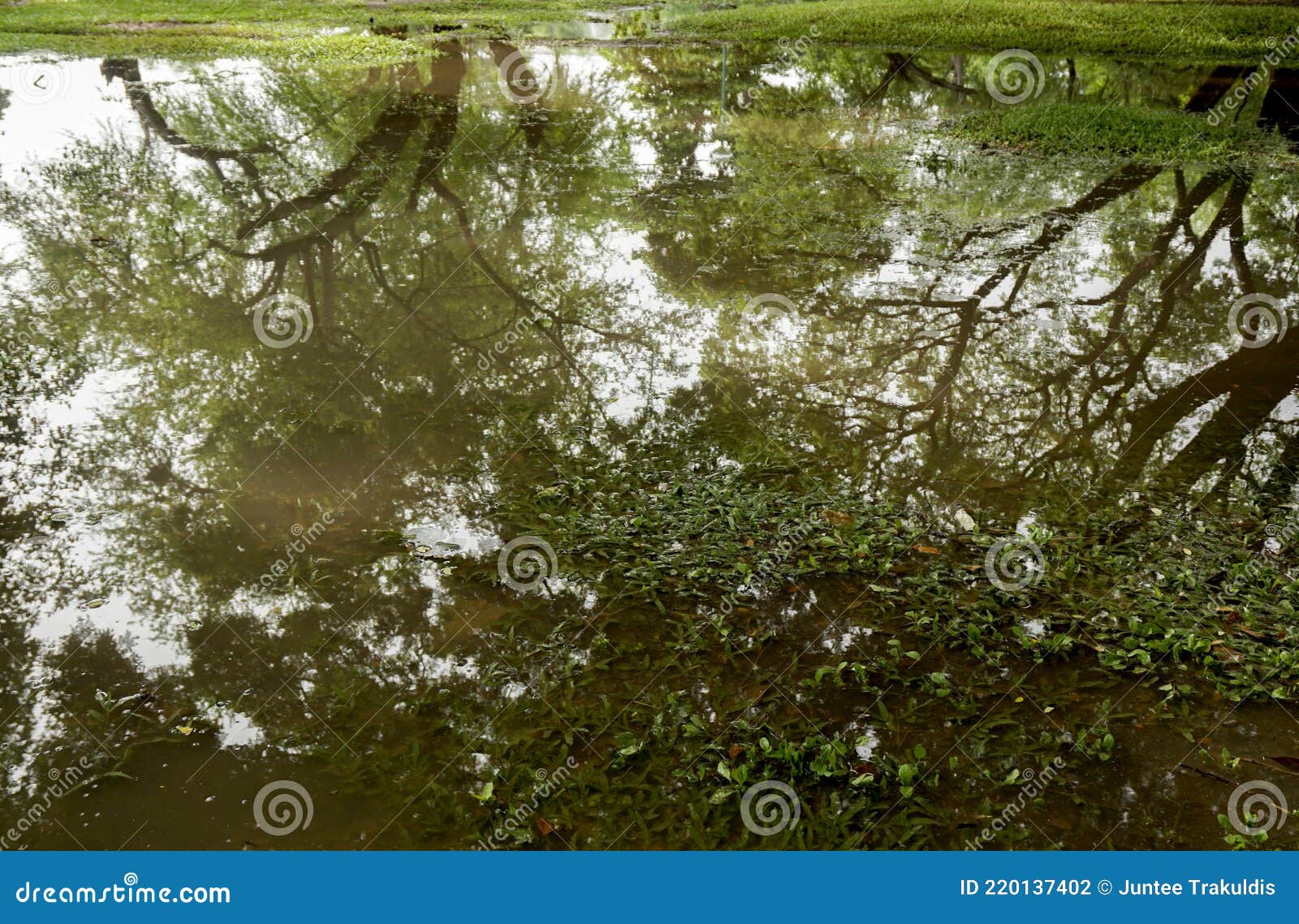 Tree shadow in the water stock photo. Image of dark - 220137402