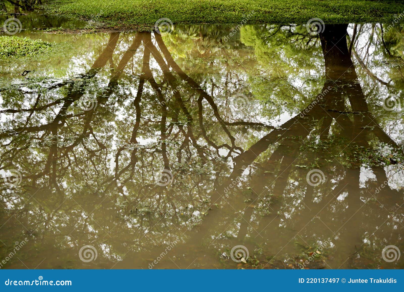 Tree shadow in the water stock image. Image of nature - 220137497