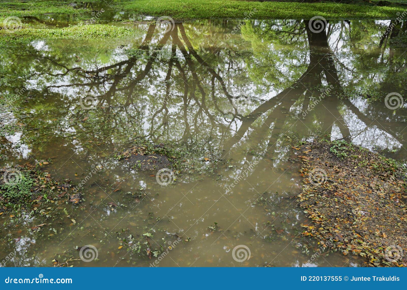 Tree shadow in the water stock image. Image of river - 220137555