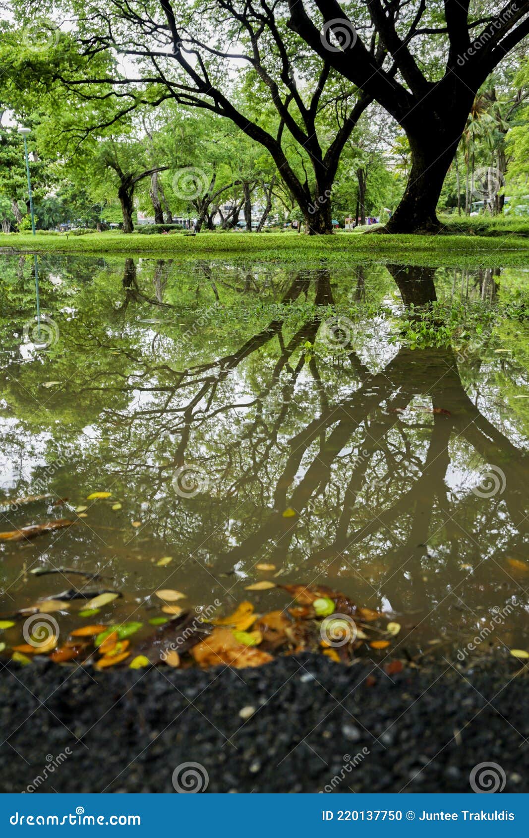 Tree shadow in the water stock photo. Image of black - 220137750