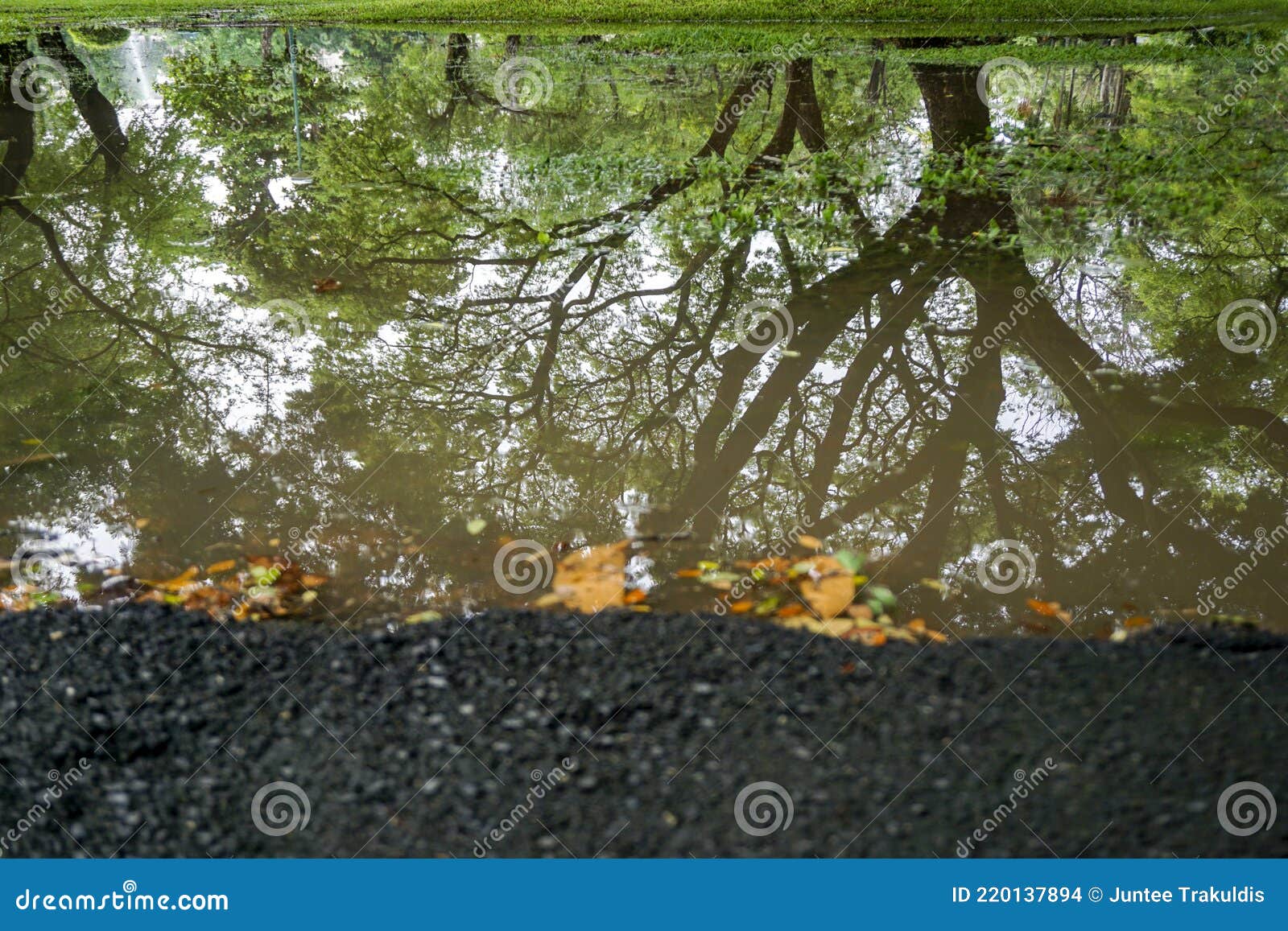 Tree shadow in the water stock photo. Image of night - 220137894