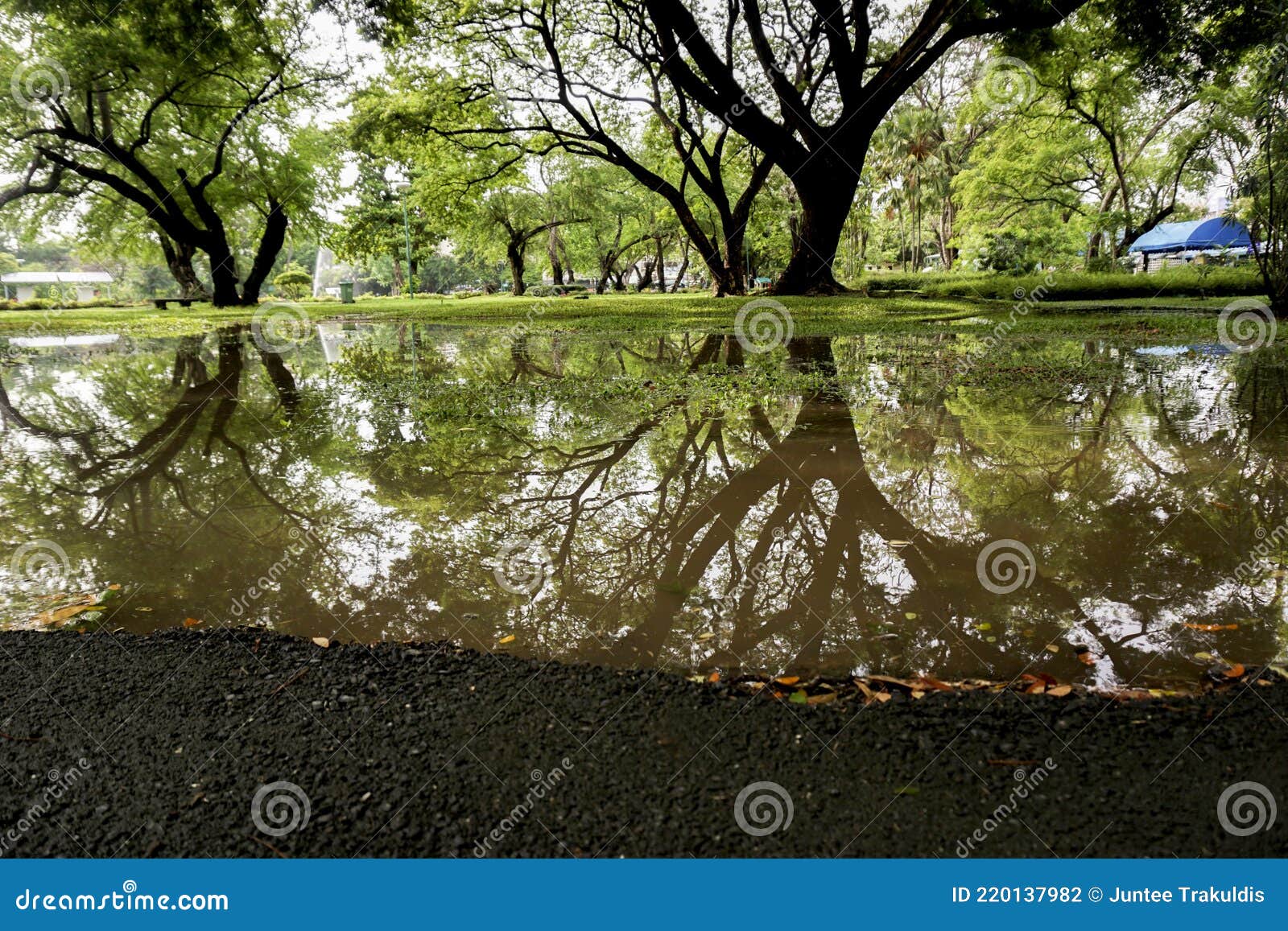 Tree shadow in the water stock photo. Image of pond - 220137982