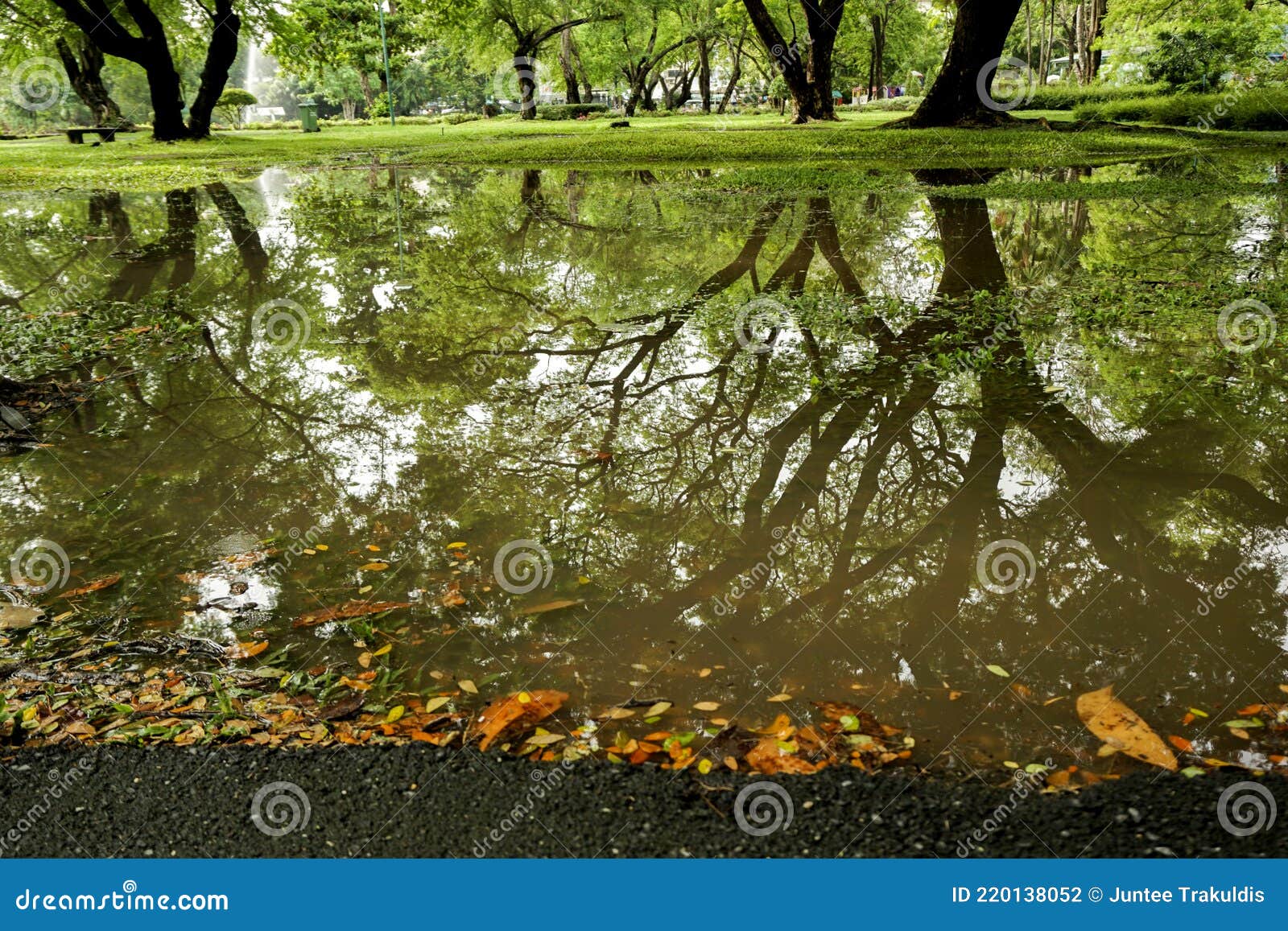 Tree shadow in the water stock photo. Image of landscape - 220138052