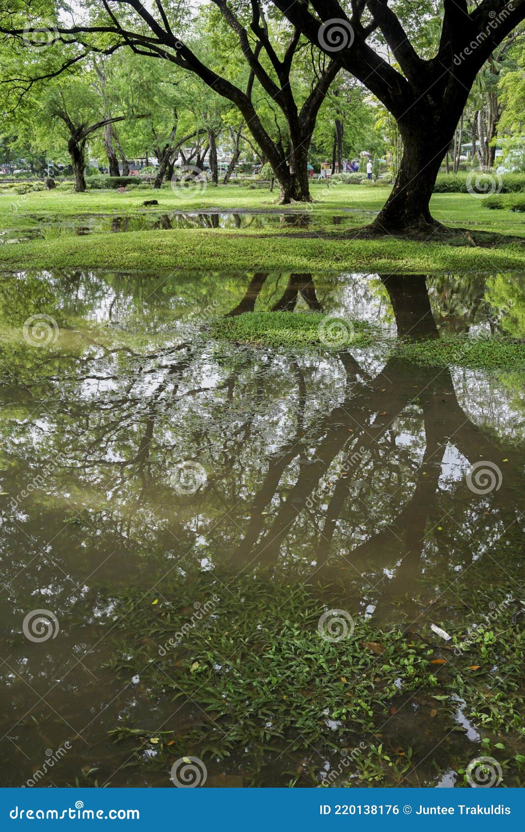 Tree shadow in the water stock photo. Image of tree - 220138176