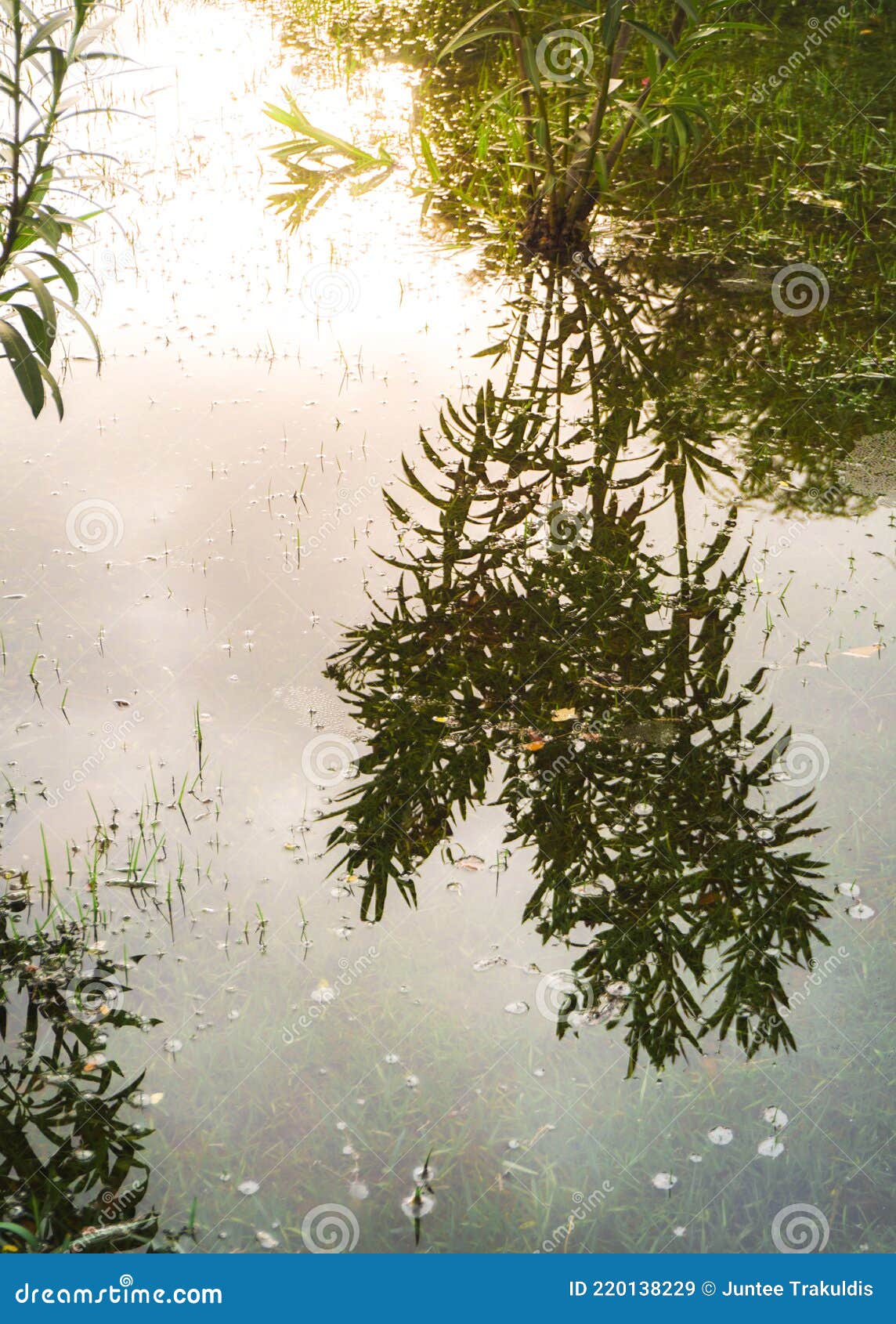 Tree shadow in the water stock image. Image of reflection - 220138229