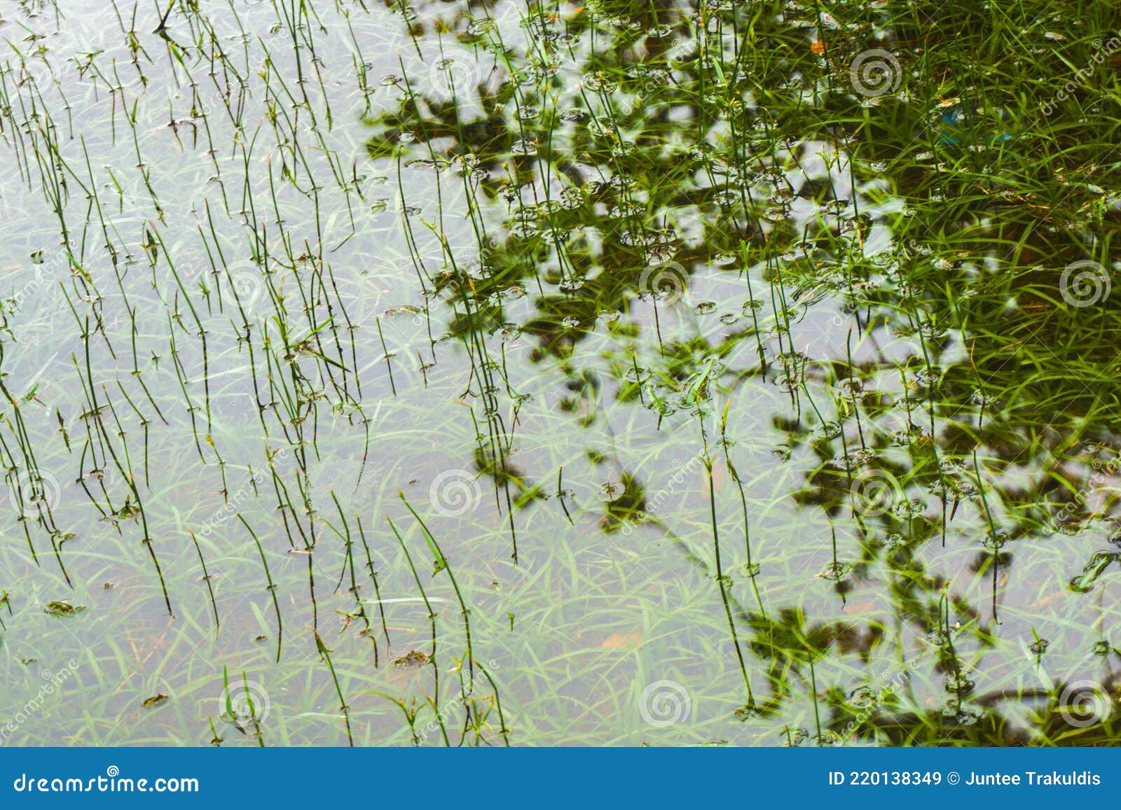 Tree shadow in the water stock image. Image of mystery - 220138349