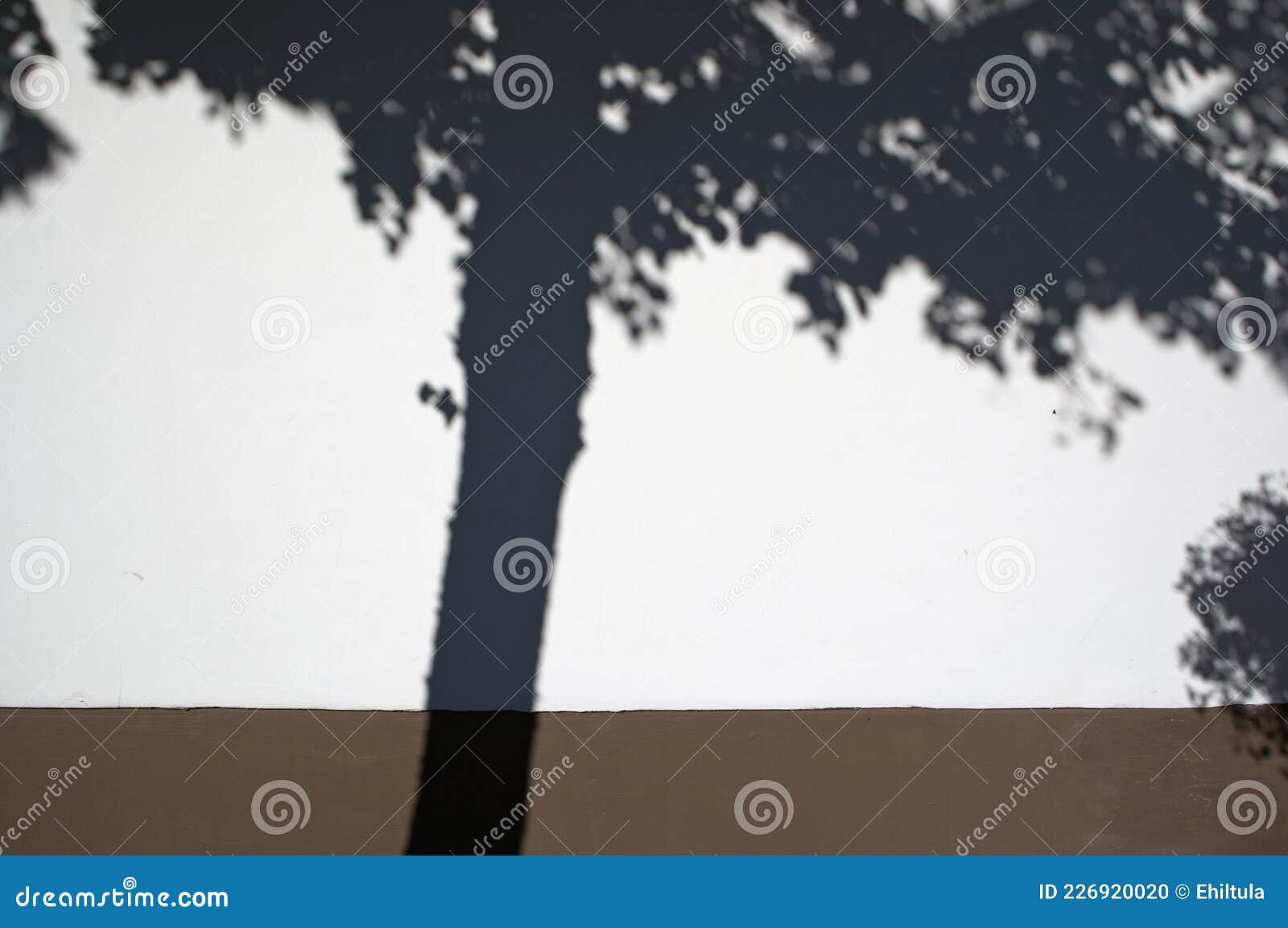 Tree Shadow on a White Wall Stock Photo - Image of wall, pattern: 226920020