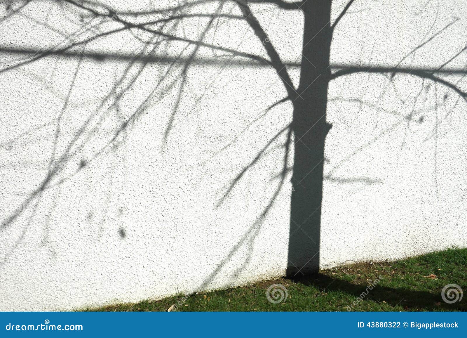 Tree and Shadow stock photo. Image of winter, grass, trees - 43880322