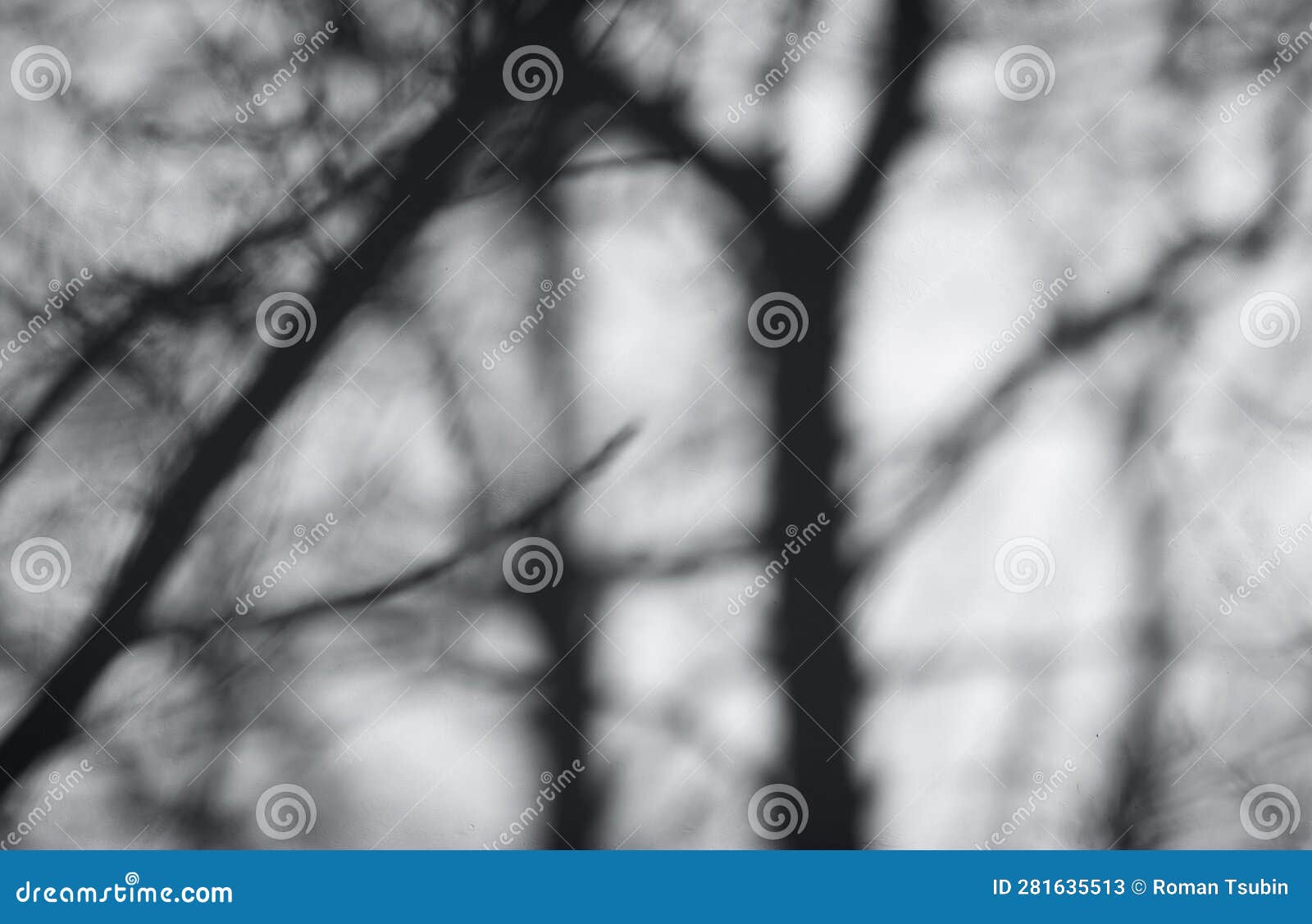 Tree Shadow on the White Wall Stock Image - Image of shadow, area ...