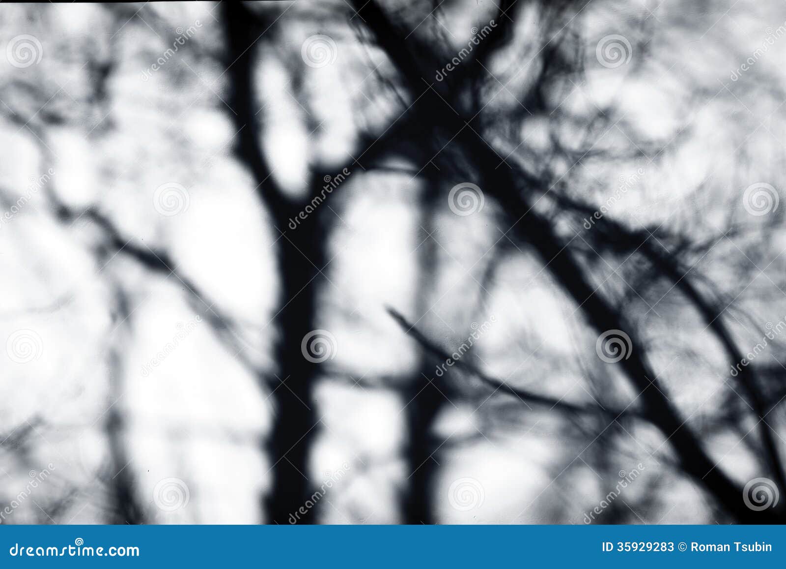 Tree Shadow on the White Wall Stock Image - Image of classic, nature ...