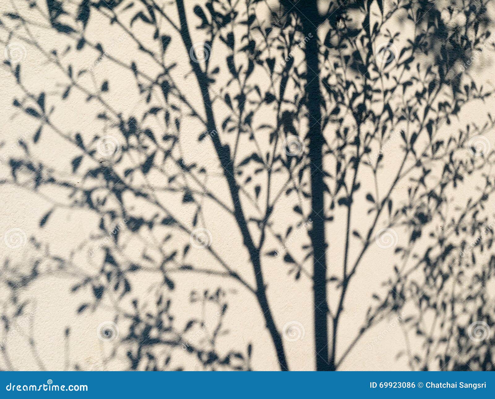Tree Shadow on the White Wall Stock Photo - Image of dappled, jungle ...