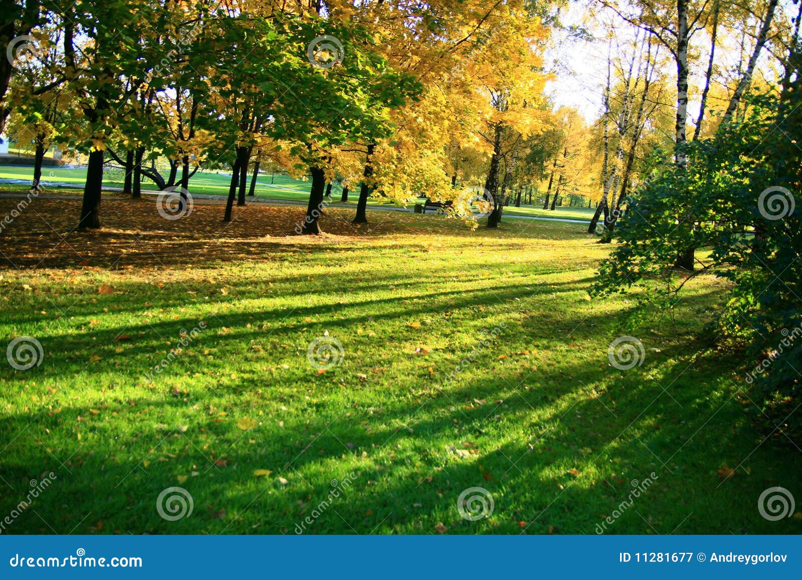 Tree shadows stock image. Image of brunches, bark, park - 11281677