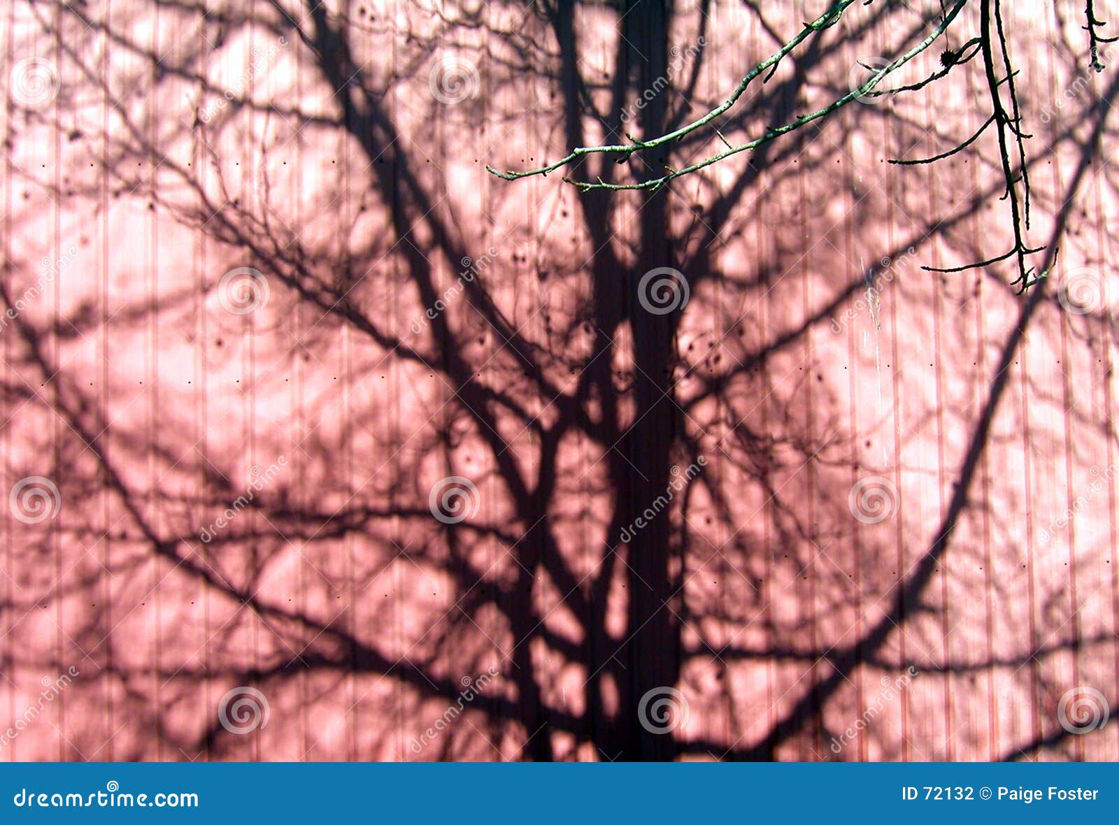 Tree Shadows stock photo. Image of branches, nature, abstract - 72132