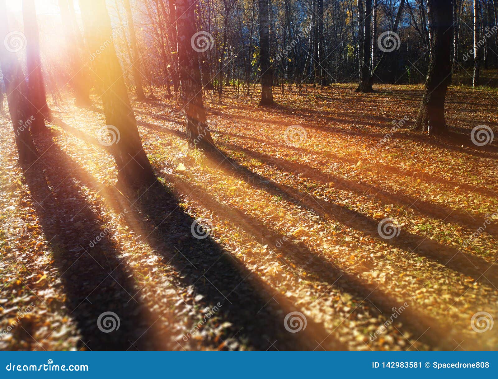 Tree Shadows on Autumn Park Ground Background Stock Image - Image of ...