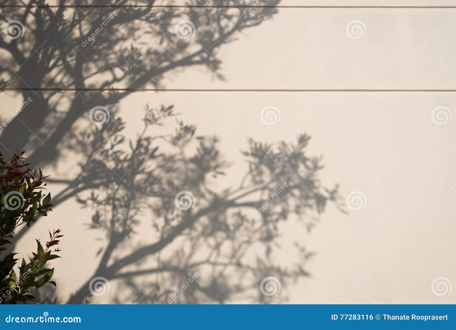 Tree Shadows background. stock photo. Image of abstract - 77283116