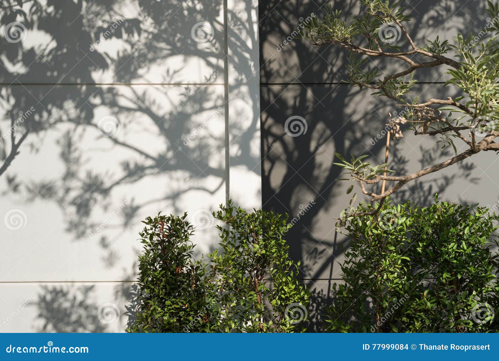 Tree Shadows background. stock photo. Image of texture - 77999084