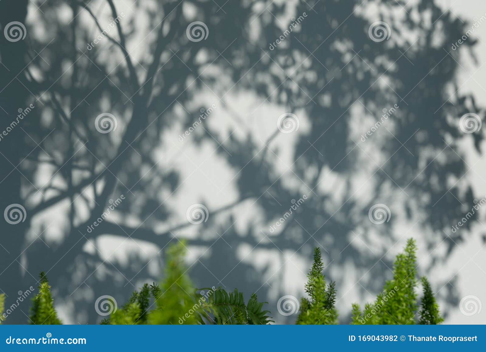 Tree Shadows background stock photo. Image of garden - 169043982