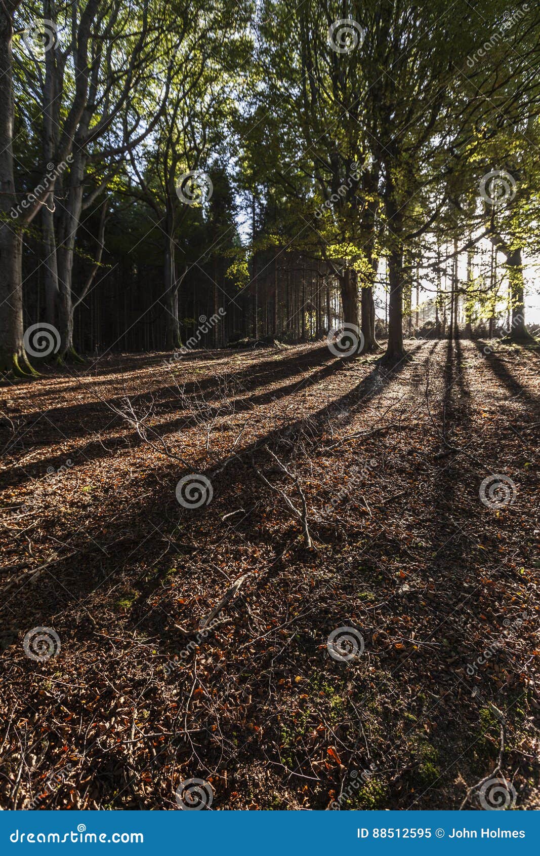 Tree Shadows in Beech Forest in Scotland. Stock Image - Image of tones ...