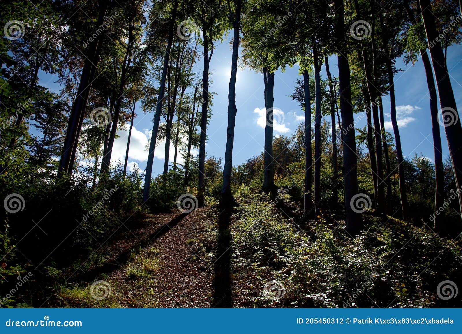 Sun Hidden Behing the Trees in the Beech Forest, Slovakia Stock Photo ...