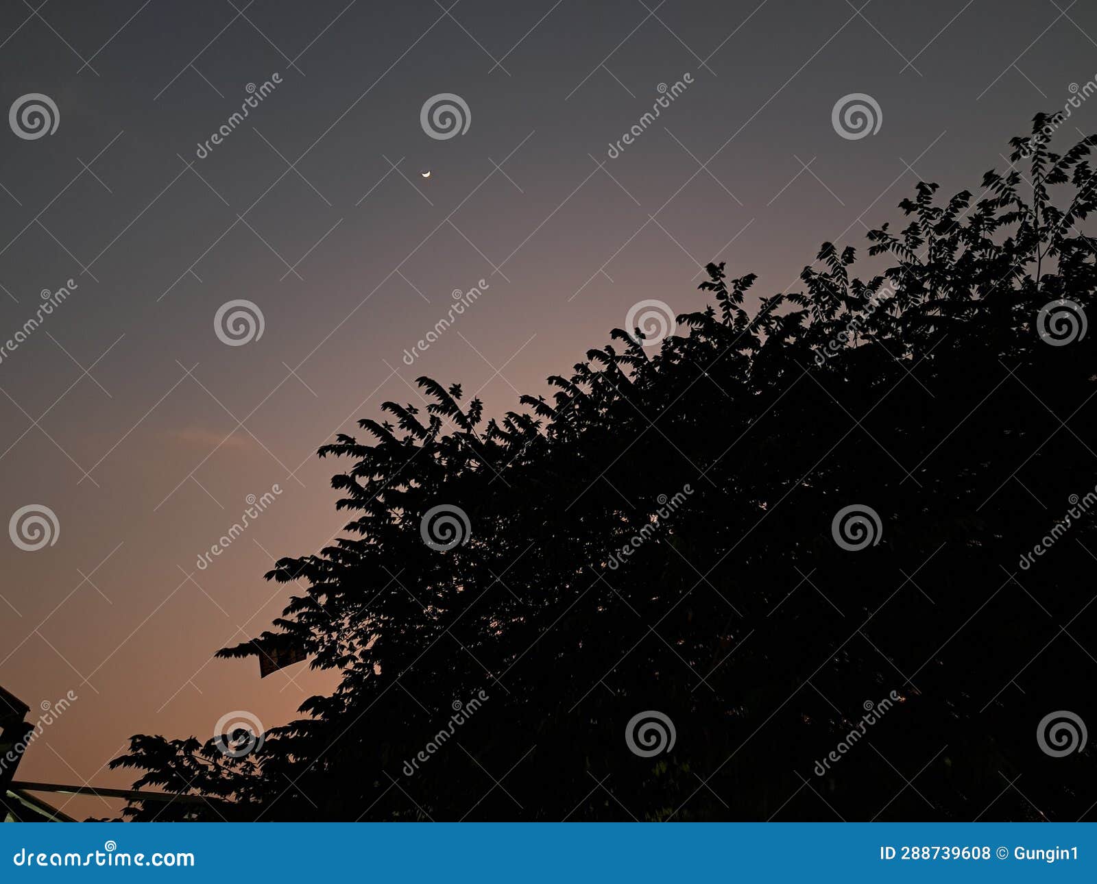 Tree Shadows and Evening Sky in the City Stock Photo - Image of tree ...