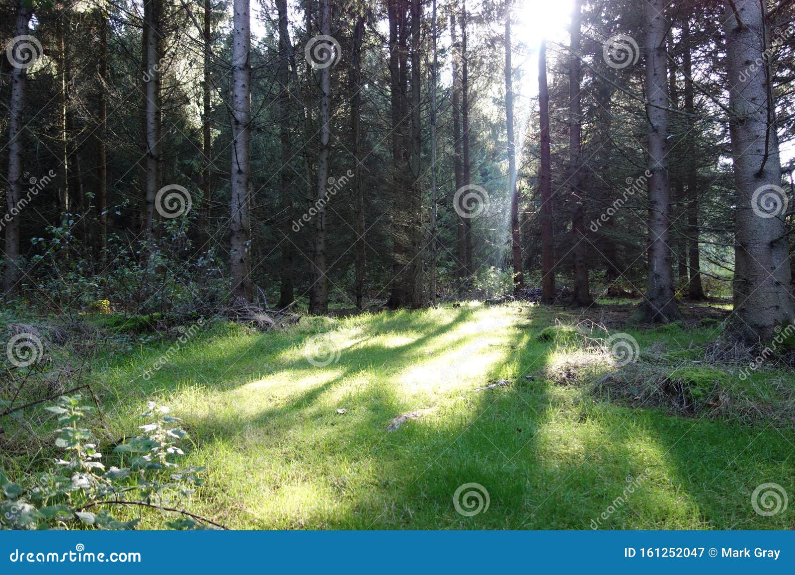 Tree Shadows in a Forest stock image. Image of grass - 161252047