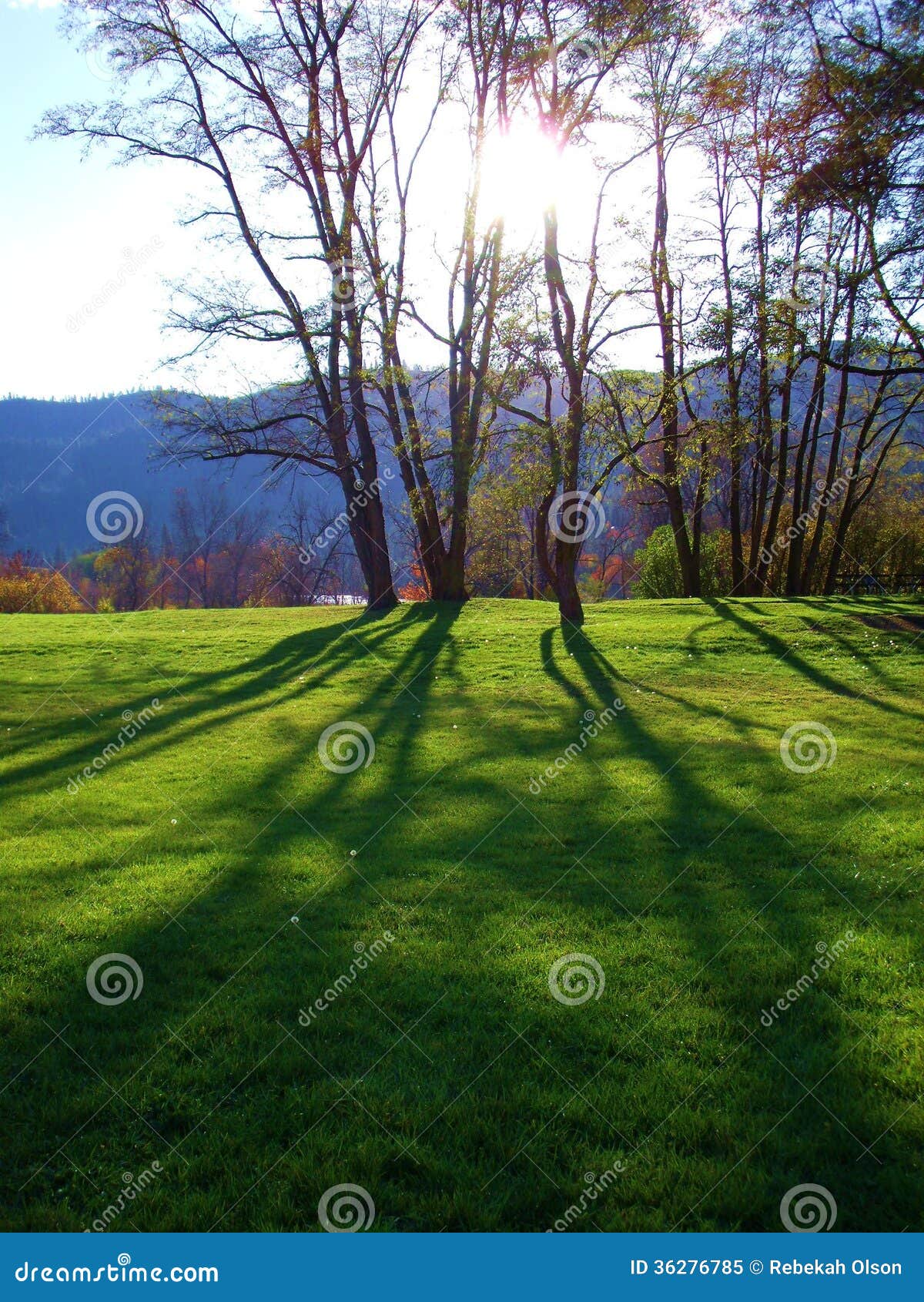 Tree shadows on grass stock image. Image of plants, fall - 36276785
