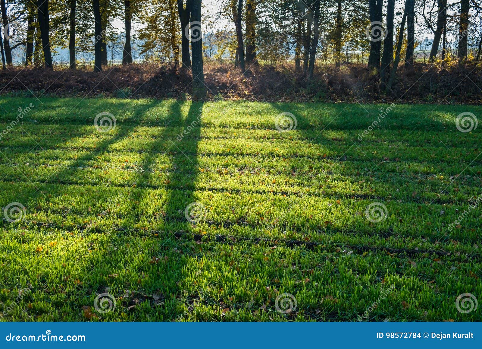 Tree Shadows on the Ground. Stock Photo - Image of shadow, ground: 98572784