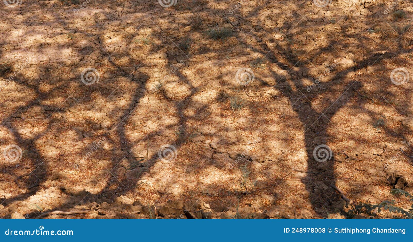 Tree Shadows on the Ground, Drought Concept, Distant Water Bodies ...