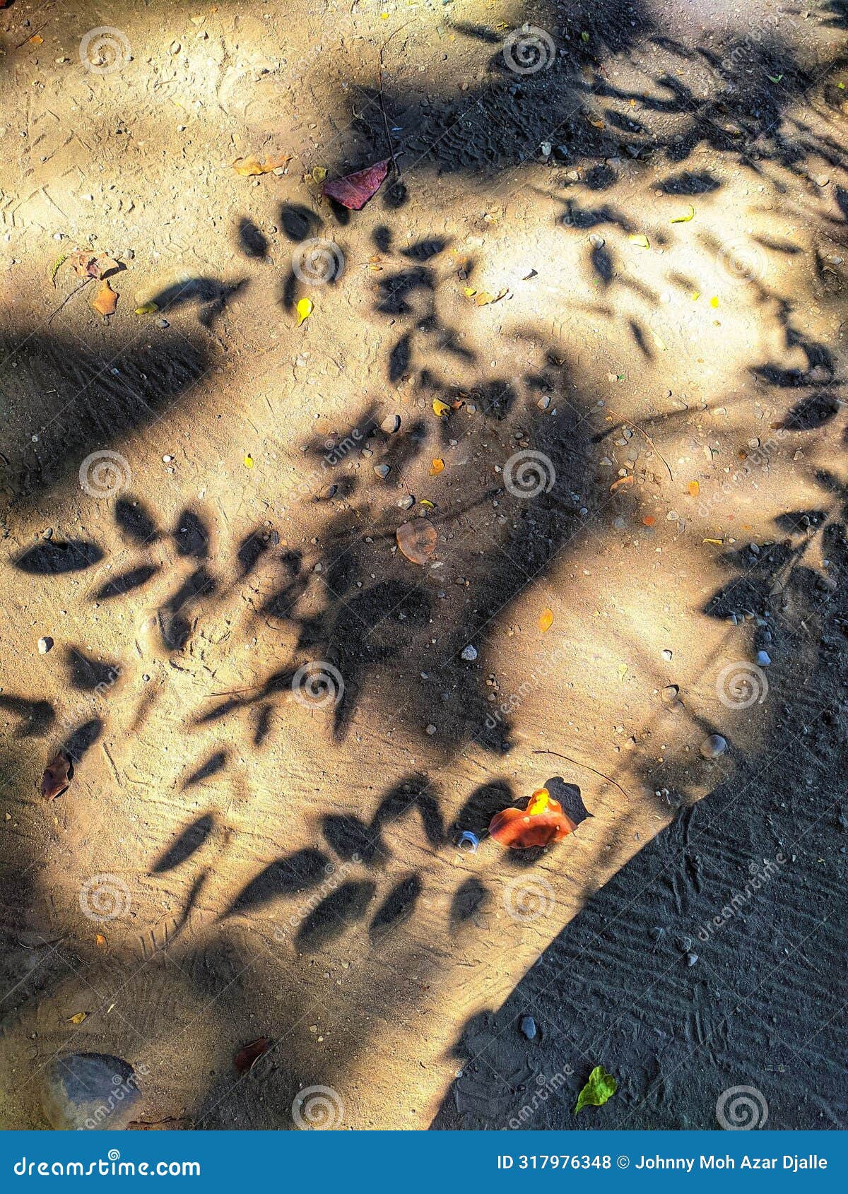 Tree shadows on the ground editorial stock photo. Image of shadows ...