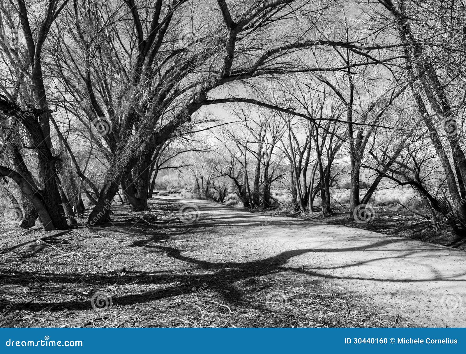 Tree Shadows stock photo. Image of path, black, lonely - 30440160