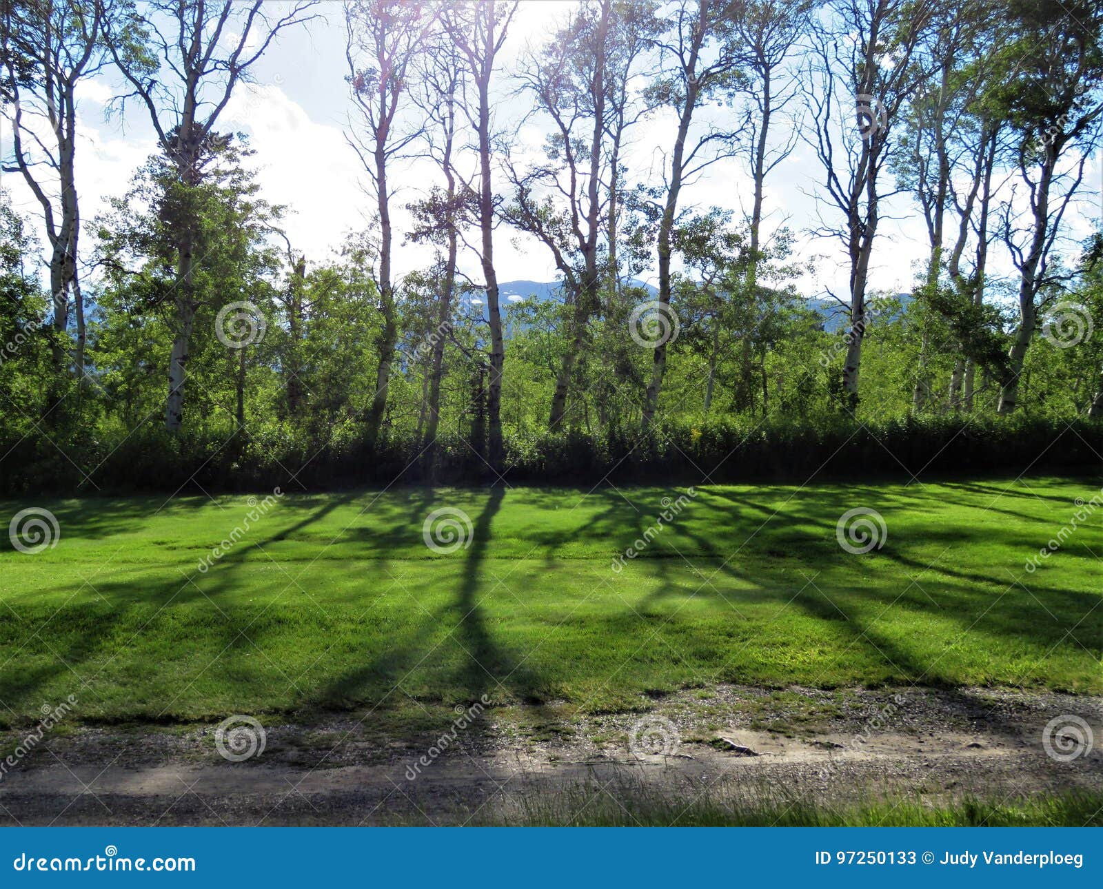 Tree shadows stock image. Image of shadow, birch, afternoon - 97250133