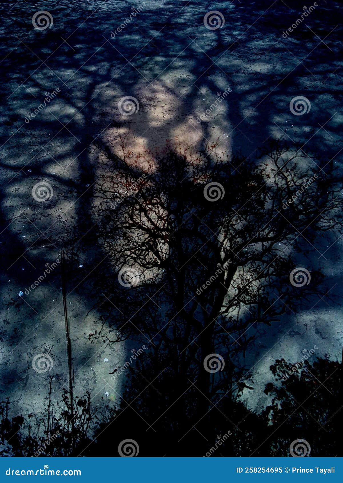 Tree shadows stock image. Image of tree, night, stars - 258254695