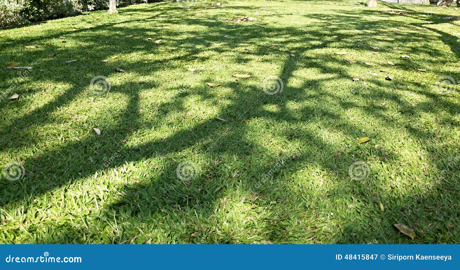 Tree shadows in a park. stock image. Image of park, garden - 48415847