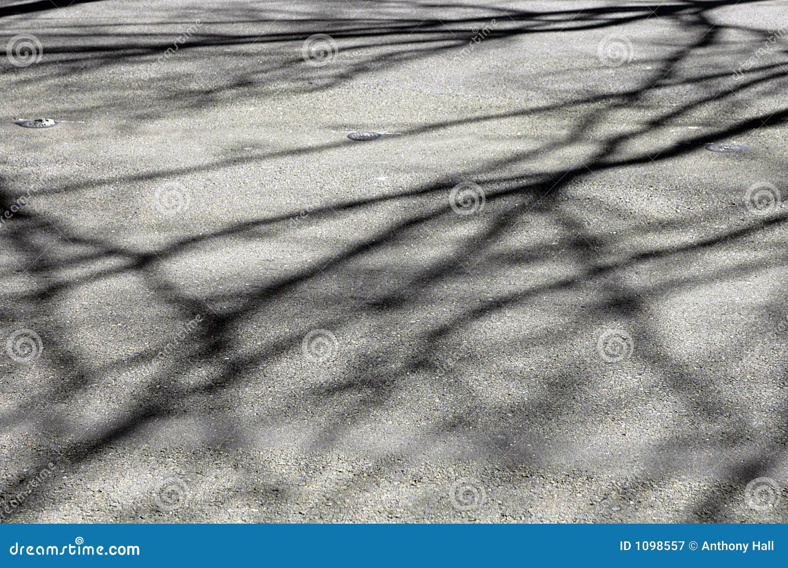 Tree shadows on road stock image. Image of spider, pavement - 1098557