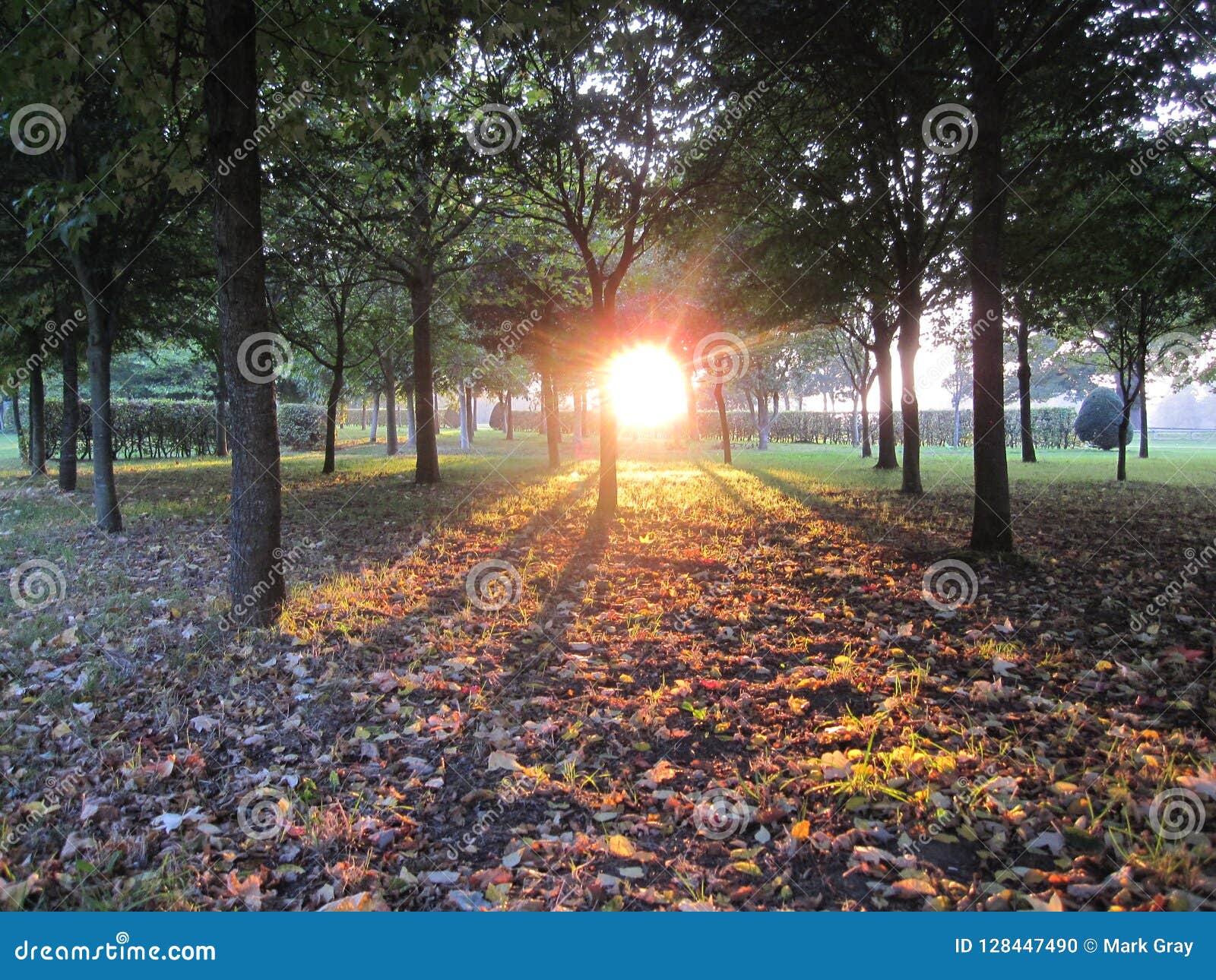 Tree Shadows stock photo. Image of leaves, tree, shadows - 128447490