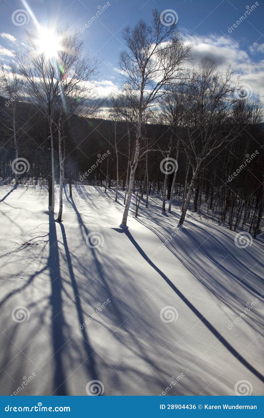 Tree Shadows in Snow stock photo. Image of mountains - 28904436