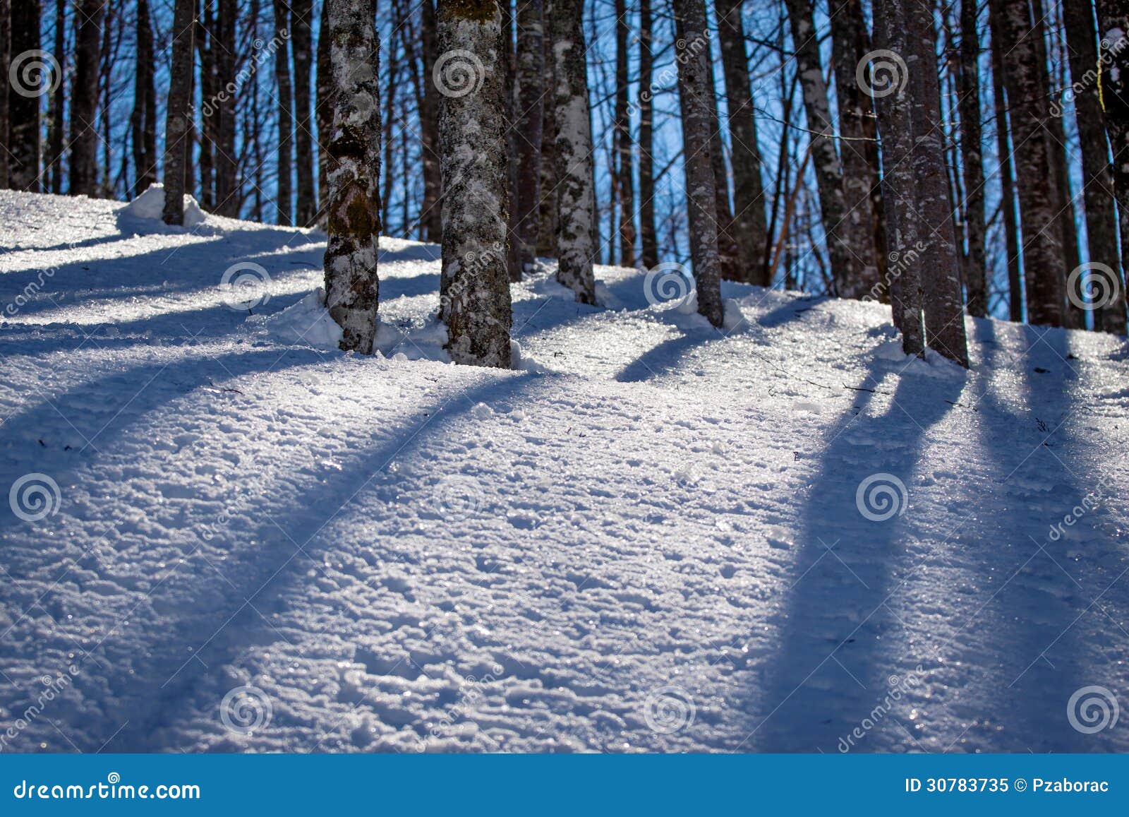 Tree shadows on snow stock image. Image of outdoors, tree - 30783735