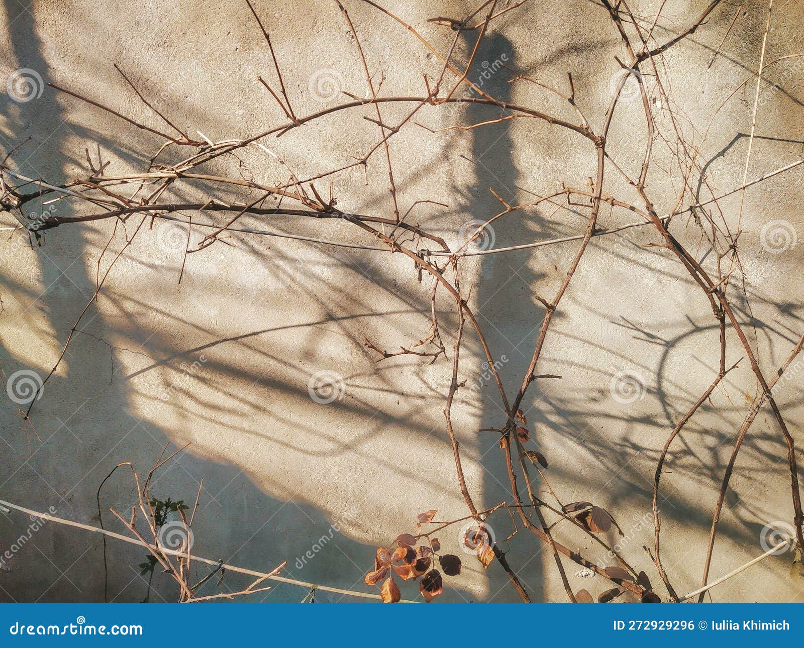 Tree Shadows in a Sunny Day. Thin Branches Near the Wall Stock Photo ...