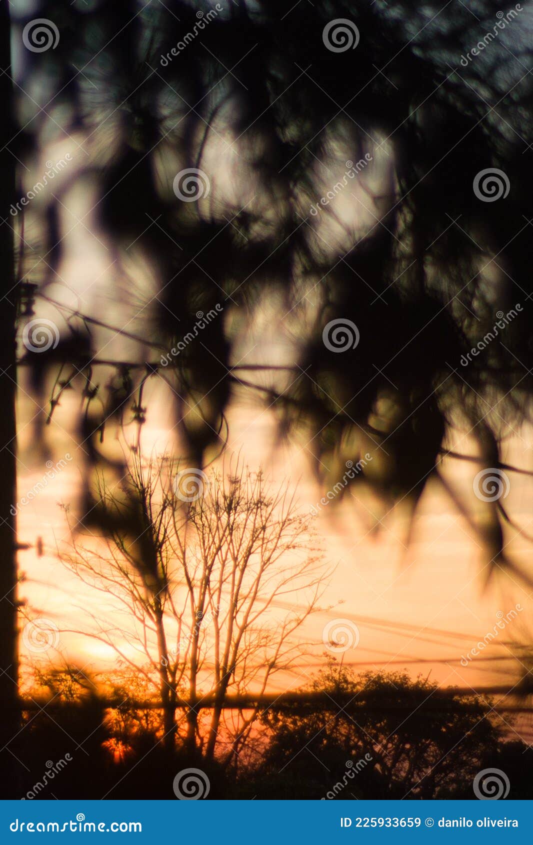 Tree Shadows with Sunset in the Background and a Tree in the Middle ...