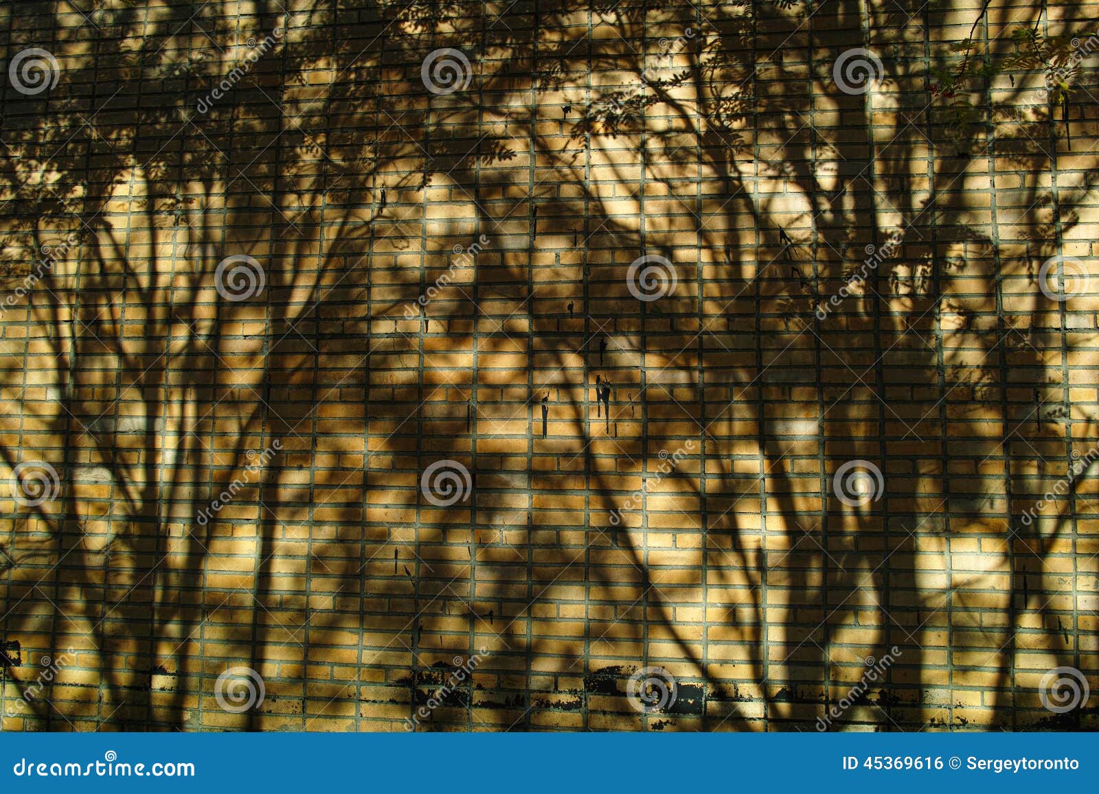 Tree shadows on the wall stock photo. Image of color - 45369616