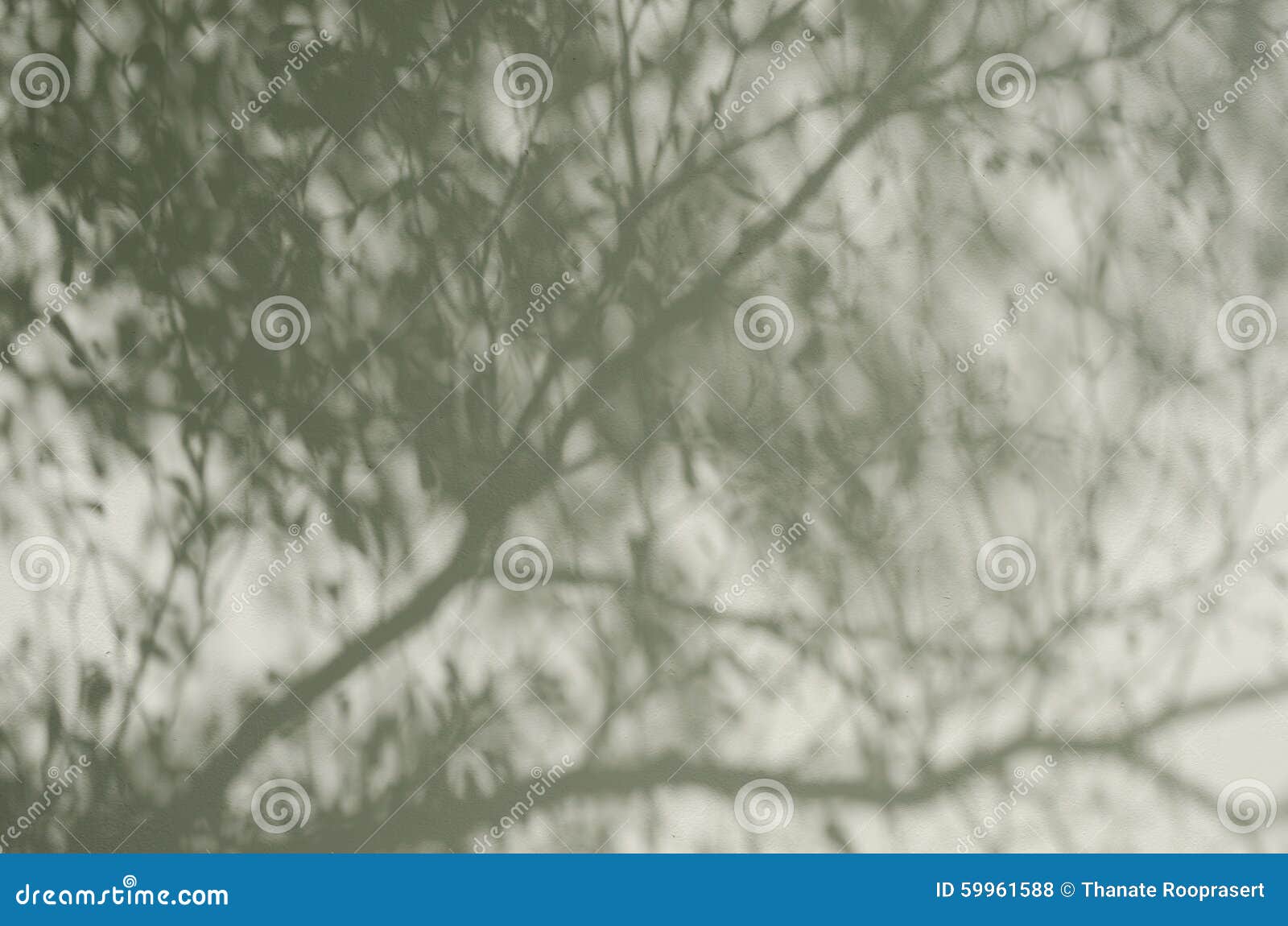 Tree Shadows on the Wall. stock photo. Image of abstract - 59961588